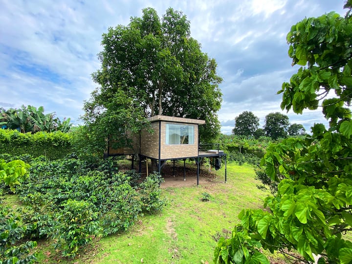 Spend A Night In A Tree - La Tebaida