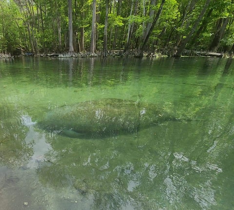 Weeki Wachee River Vacation Rentals | Houses and More | Airbnb