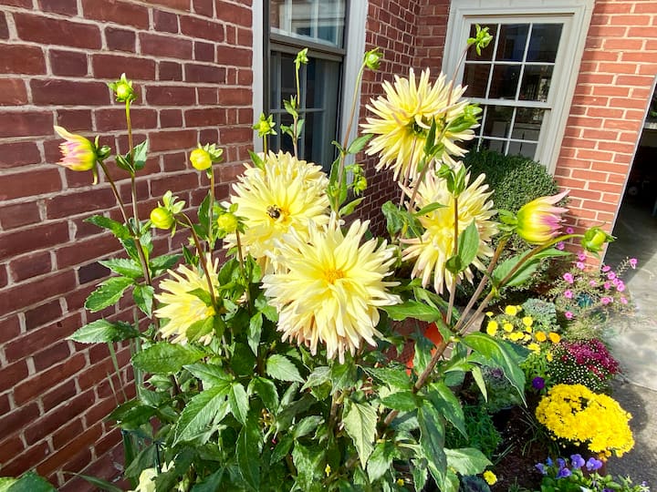 Dahlia House Spacious Apartment - 부에나 비스타