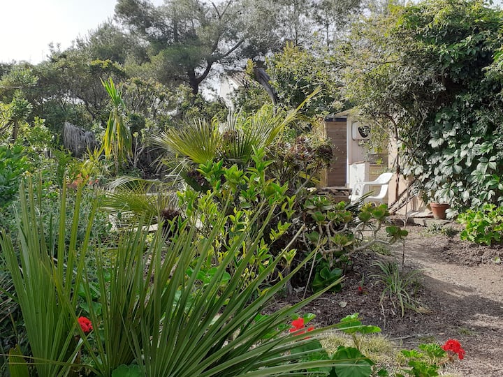 Cabanon Levantin Dans Son éCrin De Verdure - Île du Levant
