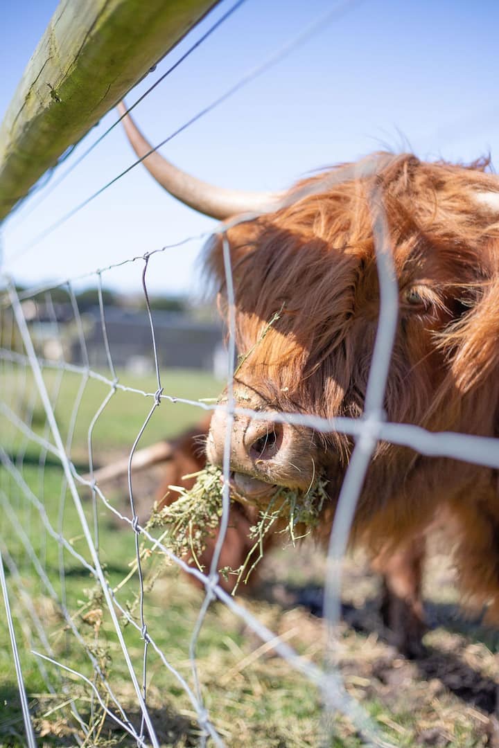 Farm Stay - Tiny Stevie - Dog Friendly - Apollo Bay