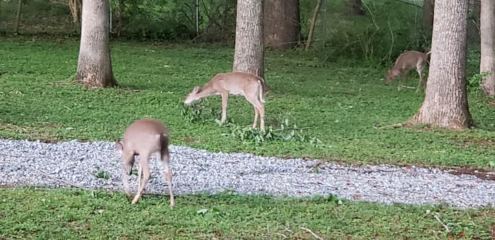 Nature In The City-play, Work, Study In Seclusion! - Lynchburg, VA