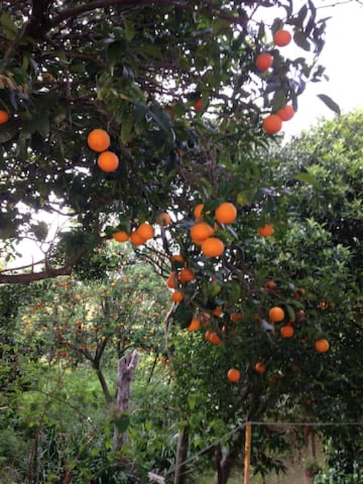 Piccolo Appartamento Con Giardino - Procida