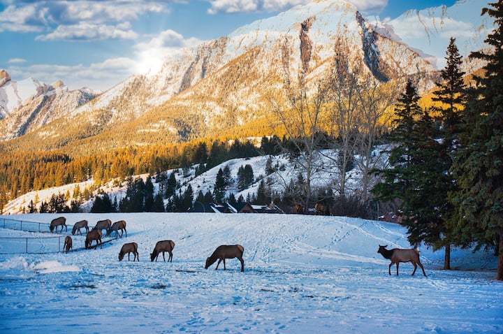 Cozy Renovated Studio In The Heart Of Canmore - Canmore