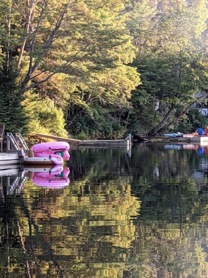 Dog Friendly Muskoka. Fun From Forest To River. - Bracebridge