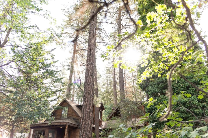 Vintage Cabin Under The Pines, Hot Tub/dogs Ok. - Idyllwild-Pine Cove, CA