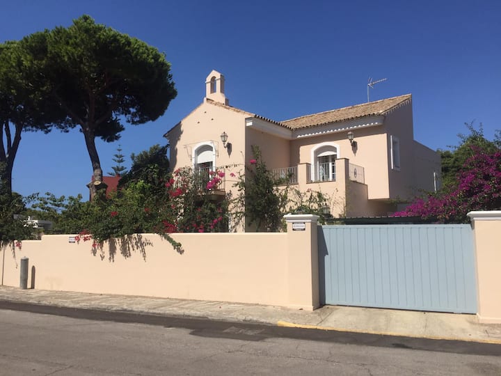Olmo Tree - El Puerto de Santa María