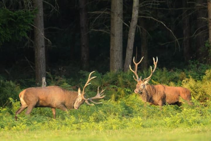 Cabane  Perchée En Lisière De Bois - Lalinde