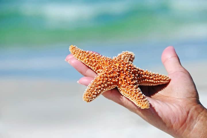 Salty Starfish: Work-play-relax-beach-bay-pets Ok - Long Beach, CA