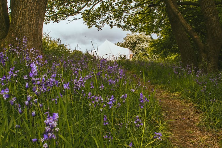 Bluebell Wood Glamping - Northumberland