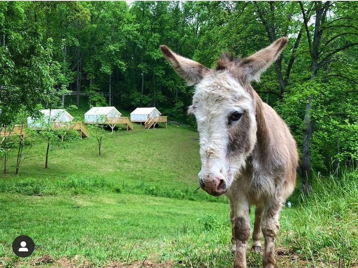 Glamping Retreat Center
Nestled On A Mountain Farm - Franklin, NC