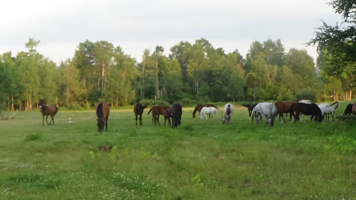Horses & Nature Close Encounters - Gilbert Lake State Park, Laurens