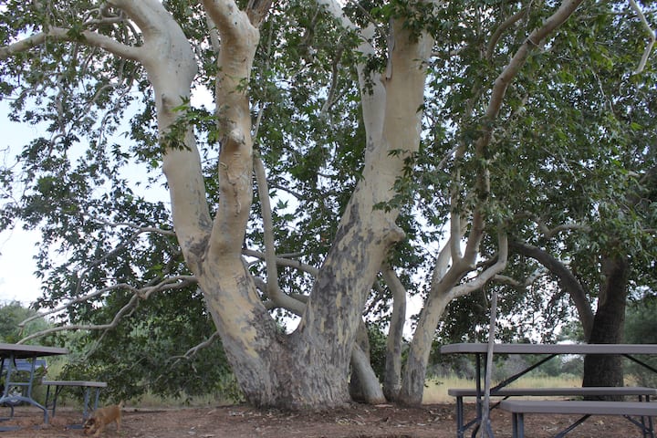 Six Sycamores (Site #6) - Cottonwood, AZ