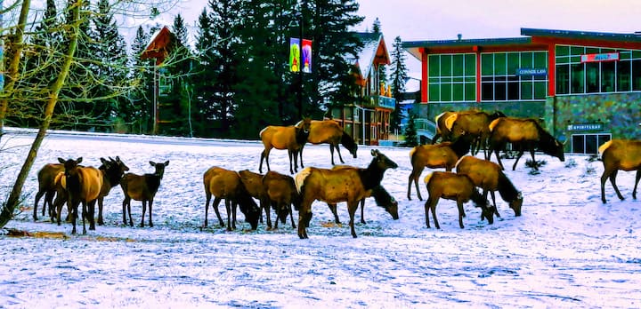 Beautiful 1 Bed Room Condo In The Heart Of Canmore - Alberta