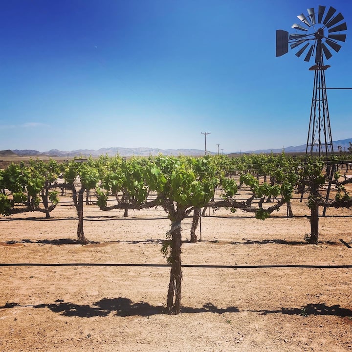 {Zinfandel} Vineyard Camping Near Death Valley - United States