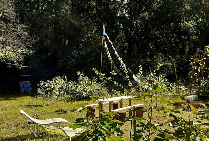 Belle Clairière Dans La Forêt De Larchant - Nemours