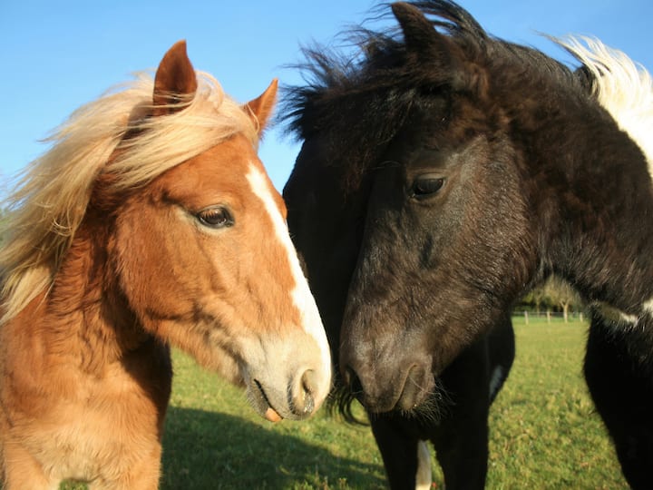 Les Poneys Du Paradis. Au Coeur Du Périgord. - Dordogne
