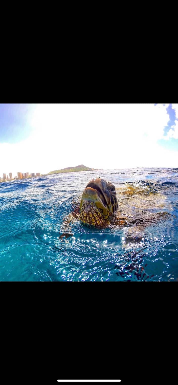 Waikiki Escape: King Bed, Pool, Walk To Beach - Waimānalo, HI