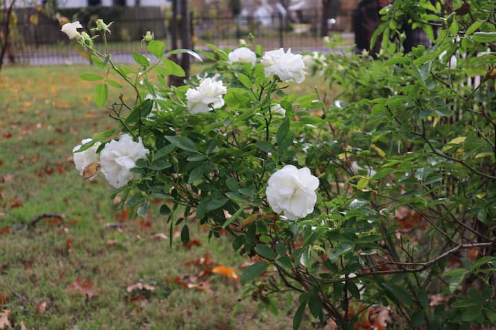 De La Rosa Guesthouse - Dallas, TX