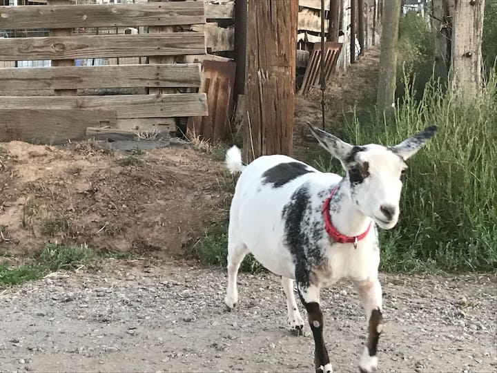 Guest Suite Private Entrance Goat Visits Included - Los Alamos, NM