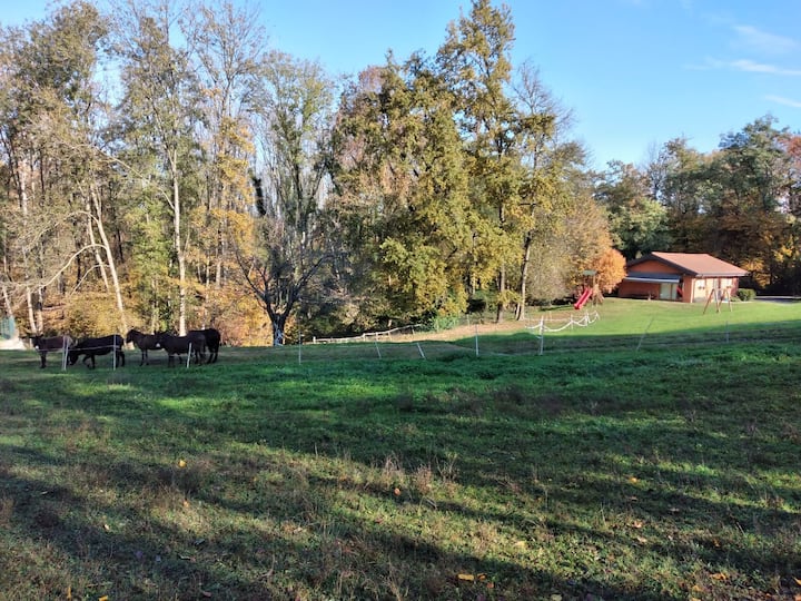 Il Bosco Delle Campanelle - Varese