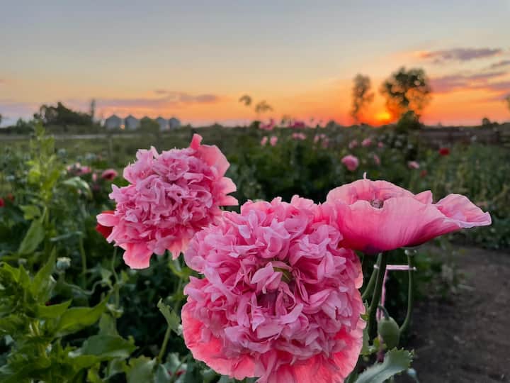 Mini Cabaña A Metros De La Cuidad - Soriano Department