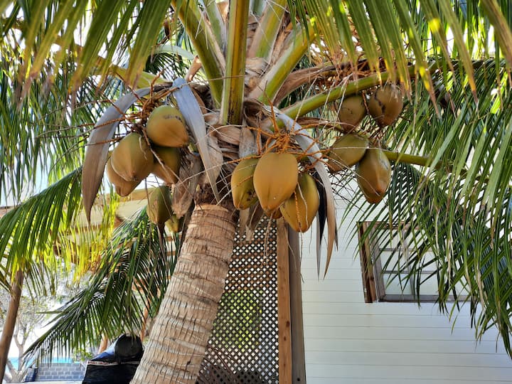 Grand Chalet En Bord De Mer - Polynésie française