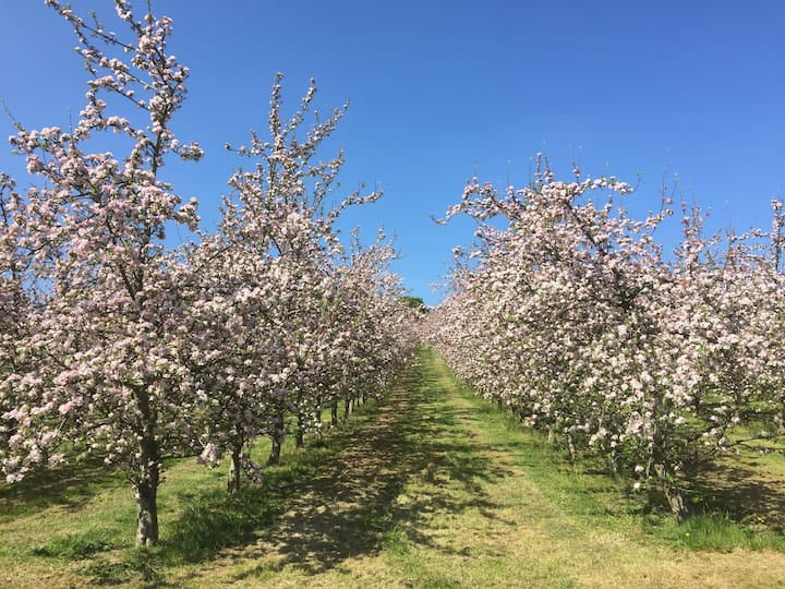Tranquil Southwest Cider Orchard - Pitch 8 - Sidmouth