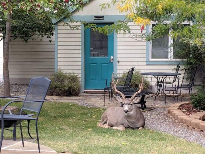 Charming 2-bedroom Guesthouse In Downtown Cody - Cody, WY