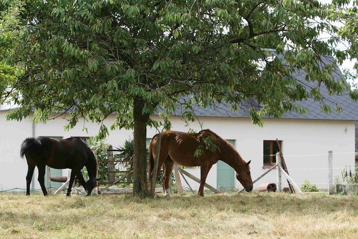 Les Geais De La Mare - Bernay