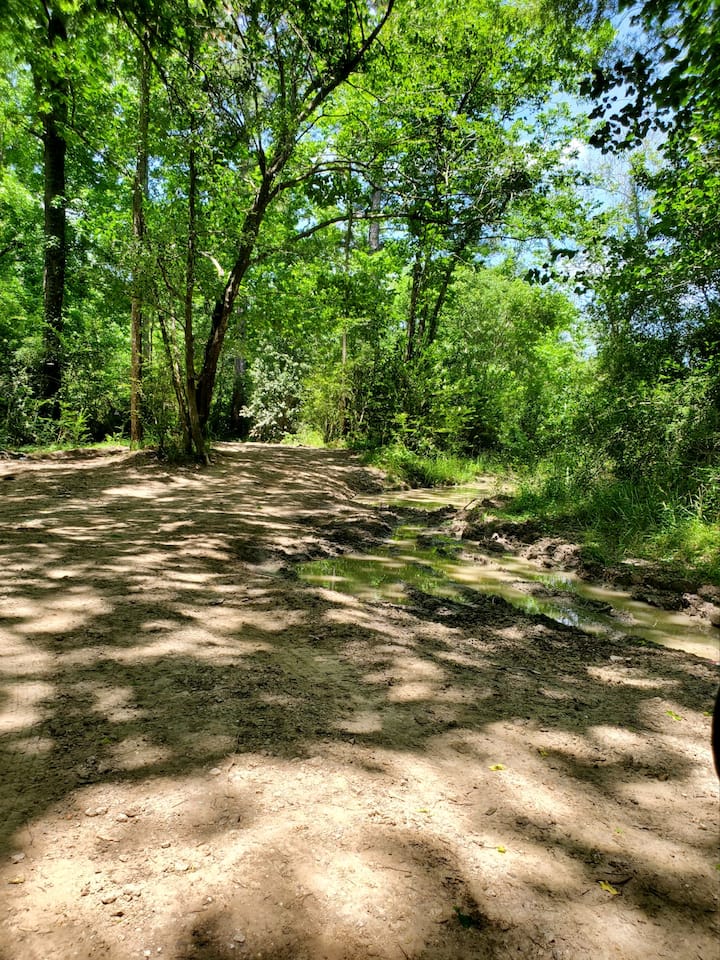 Virgin Land Next To The Trinity
River - Livingston, TX