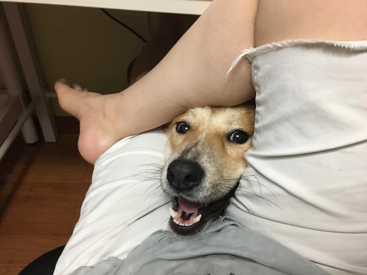 If You Walk An Abandoned Dog, 1+1 :One Person Free - Incheon