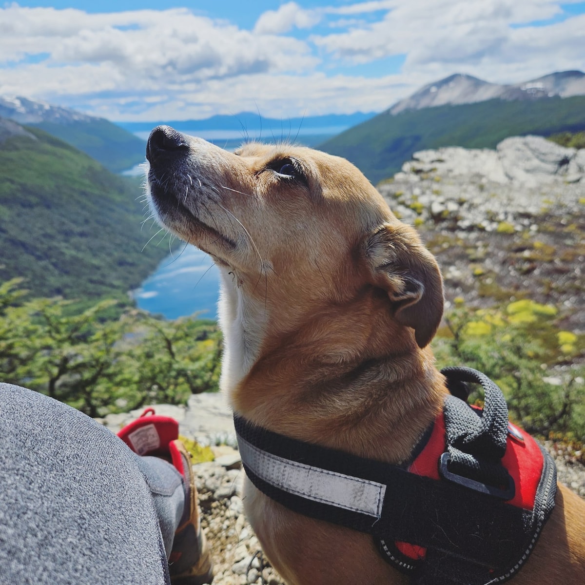 Kreen's huis - Service-appartementen te Huur in Ushuaia, Tierra del ...
