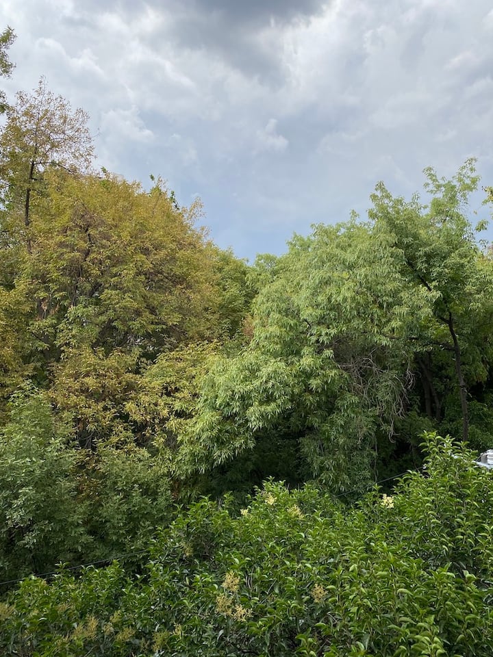 Jungle House La Condesa, Mexico - Mexico State