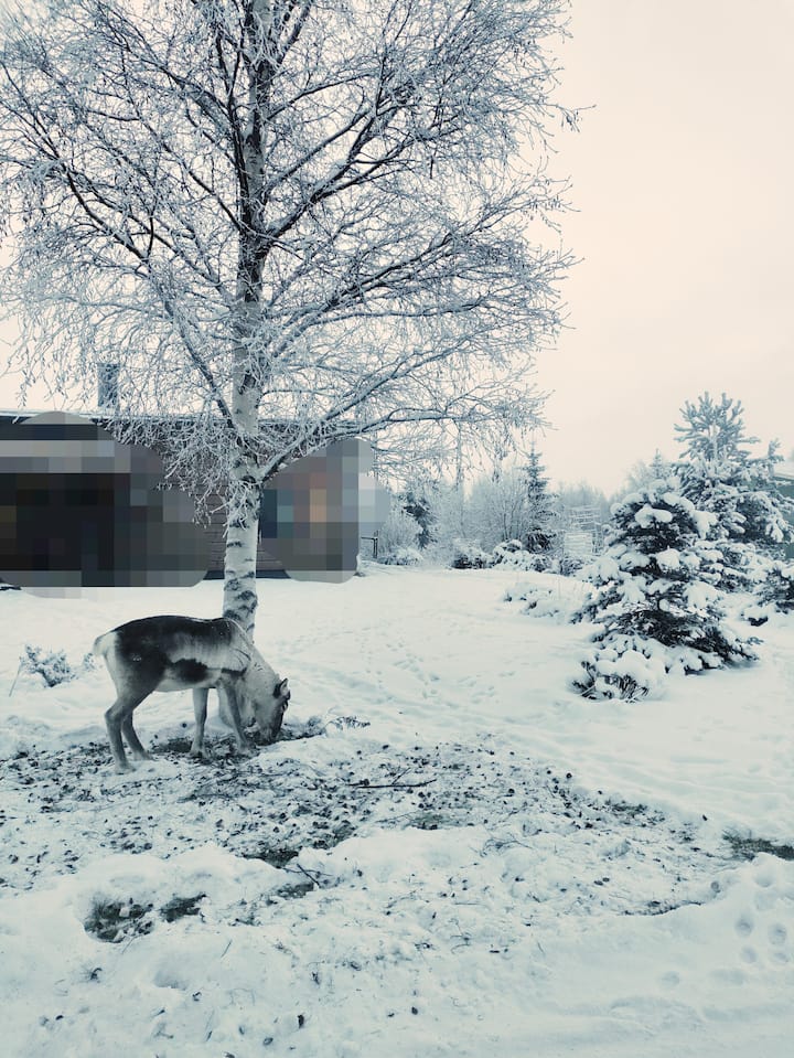 Idyllic House For 6 - 10 People Near The Center - Rovaniemi