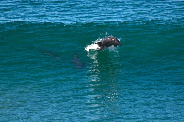 Got Dolphins? Ocean-view Cliffside, 2br/2ba - Encinitas, CA