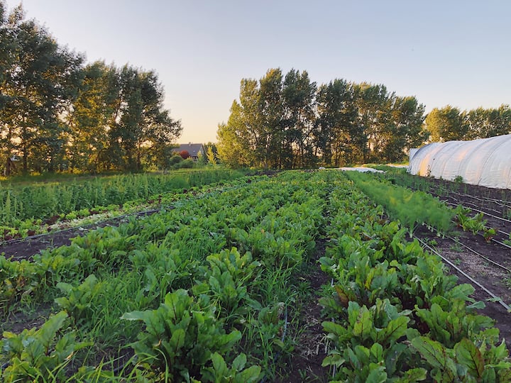 10 Best Farm Stays In Alberta, Canada - Updated 2024 | Trip101