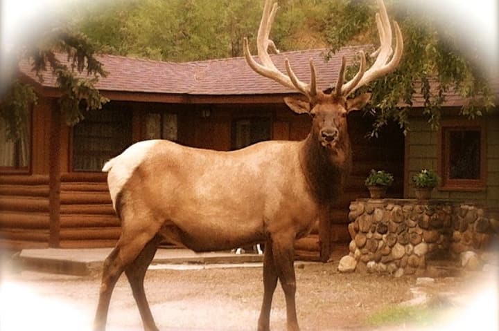 Storybook Redemption Cabin ... Idyllic Setting! - Estes Park, CO