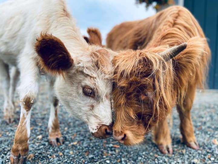 Adorable Farm Stay - Île de Vancouver