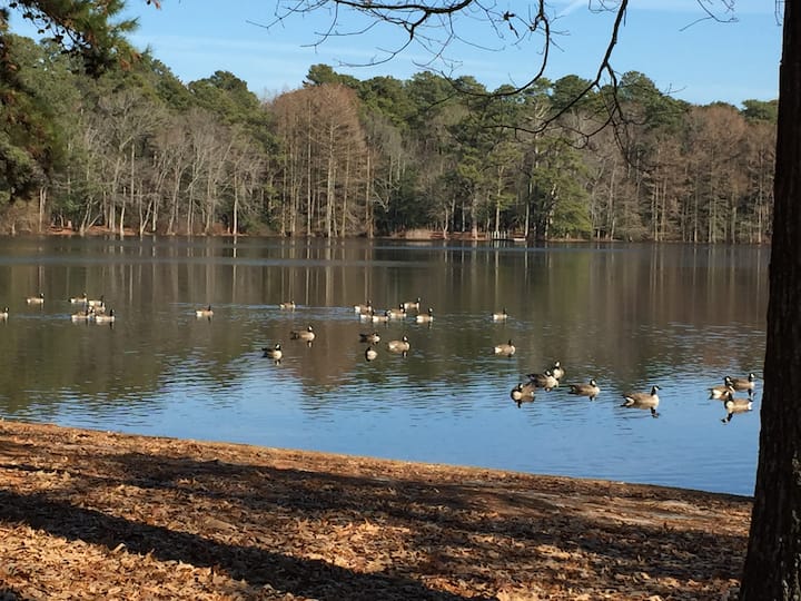 Cyprus Garden. Walk To Trap Pond. - Trap Pond State Park, Laurel