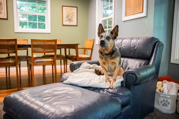 Pets Stay For Free! Central Brevard Bungalow - Brevard, NC