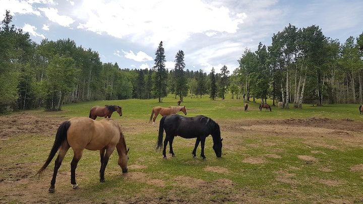 10 Best Ranches To Stay In Alberta, Canada | Trip101