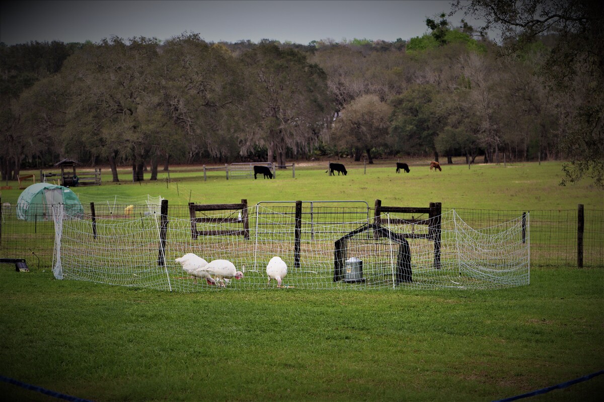 10 Acre Farm Stay @ Lecanto Pastured Poultry - Farm stays for Rent in ...