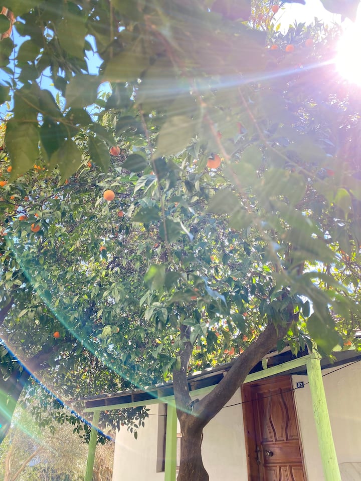 Doğa Içinde Huzurlu Bir Ev - Çıralı