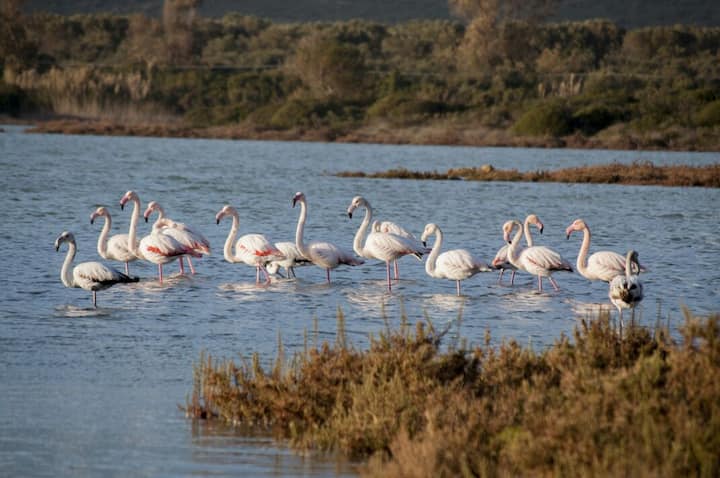 Endless Summer - Avetrana