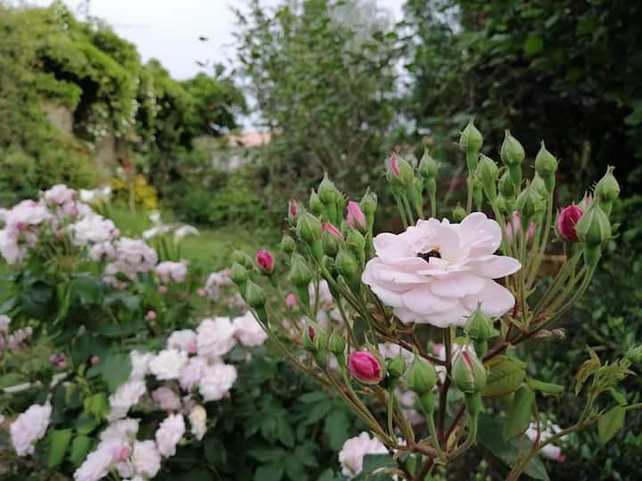 Villa 6 Pers Et Son Jardin Bucolique - Gaillac