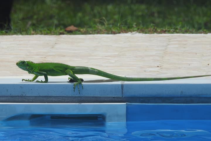 Magnifique Maison Avec Piscine, Bord De Mer - Guyane française