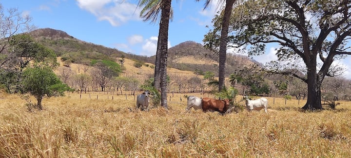 One Of A Kind Authentic Guanacaste Experience - Canas