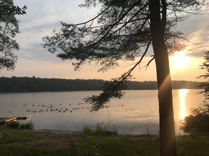 Little Black Bear Cottage - Bracebridge