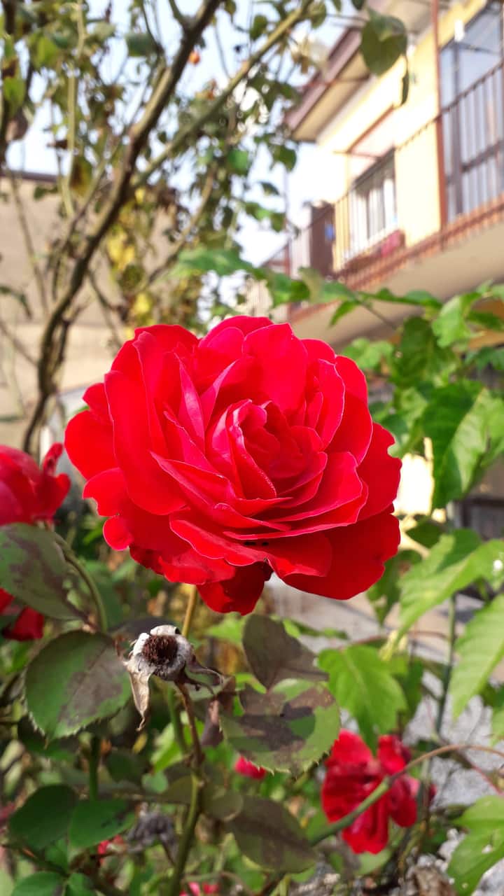 Antica Legnaia Dei Nonni - Padua